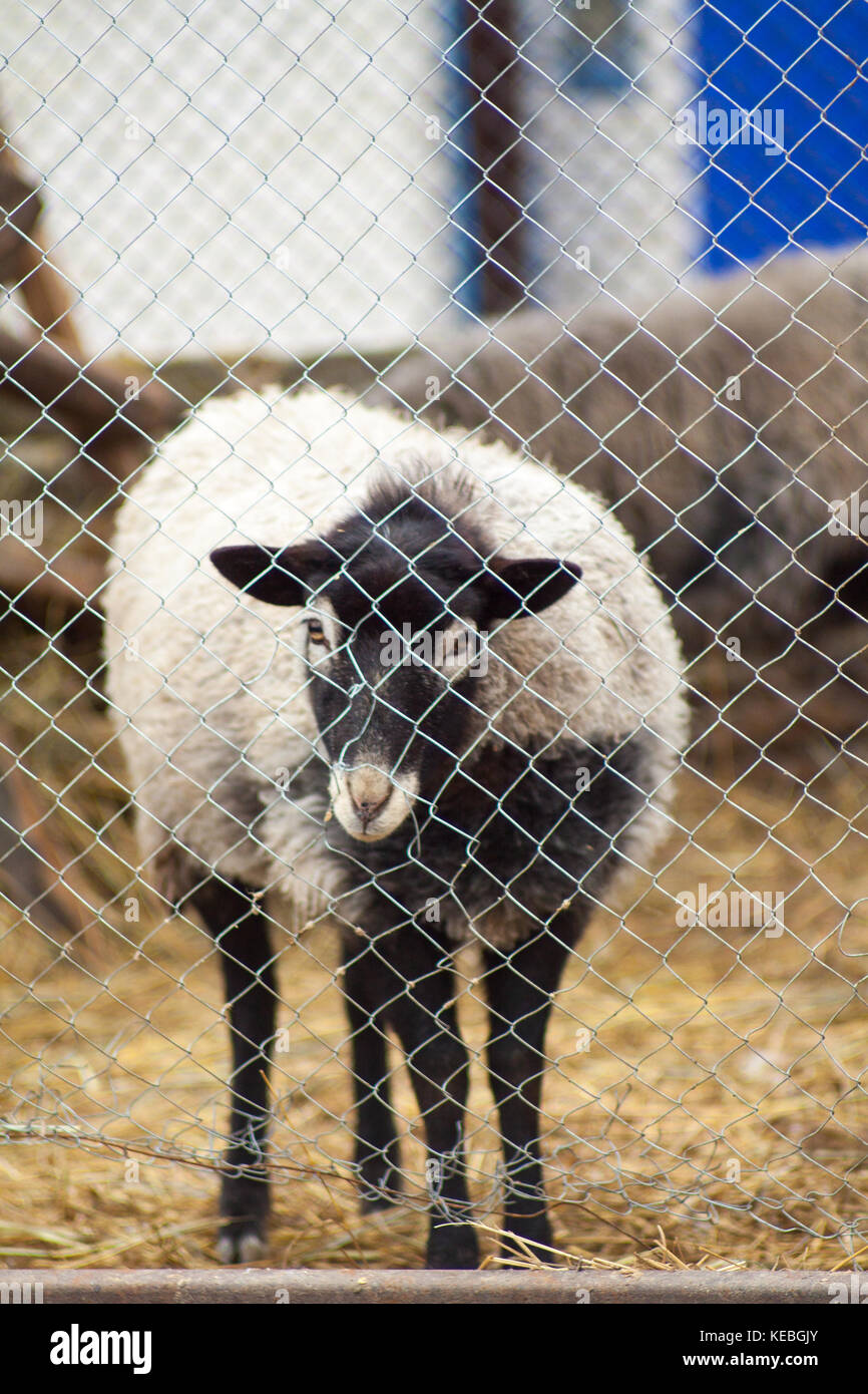 Romanov sheep hi-res stock photography and images - Alamy