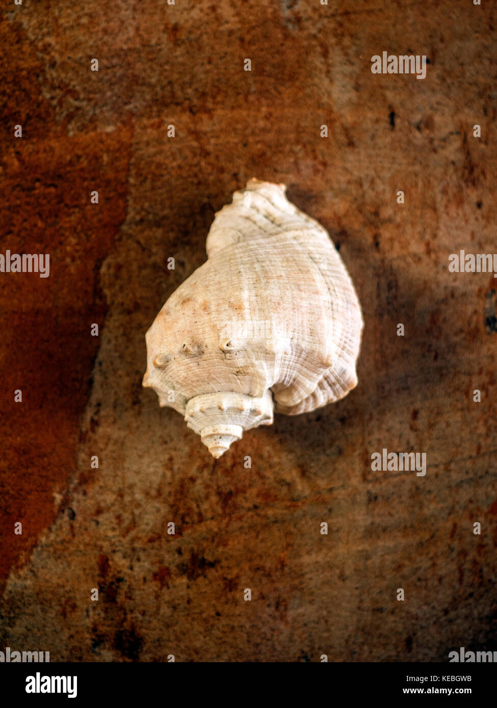 shell of Veined rapa whelk on brown cuper background Stock Photo - Alamy