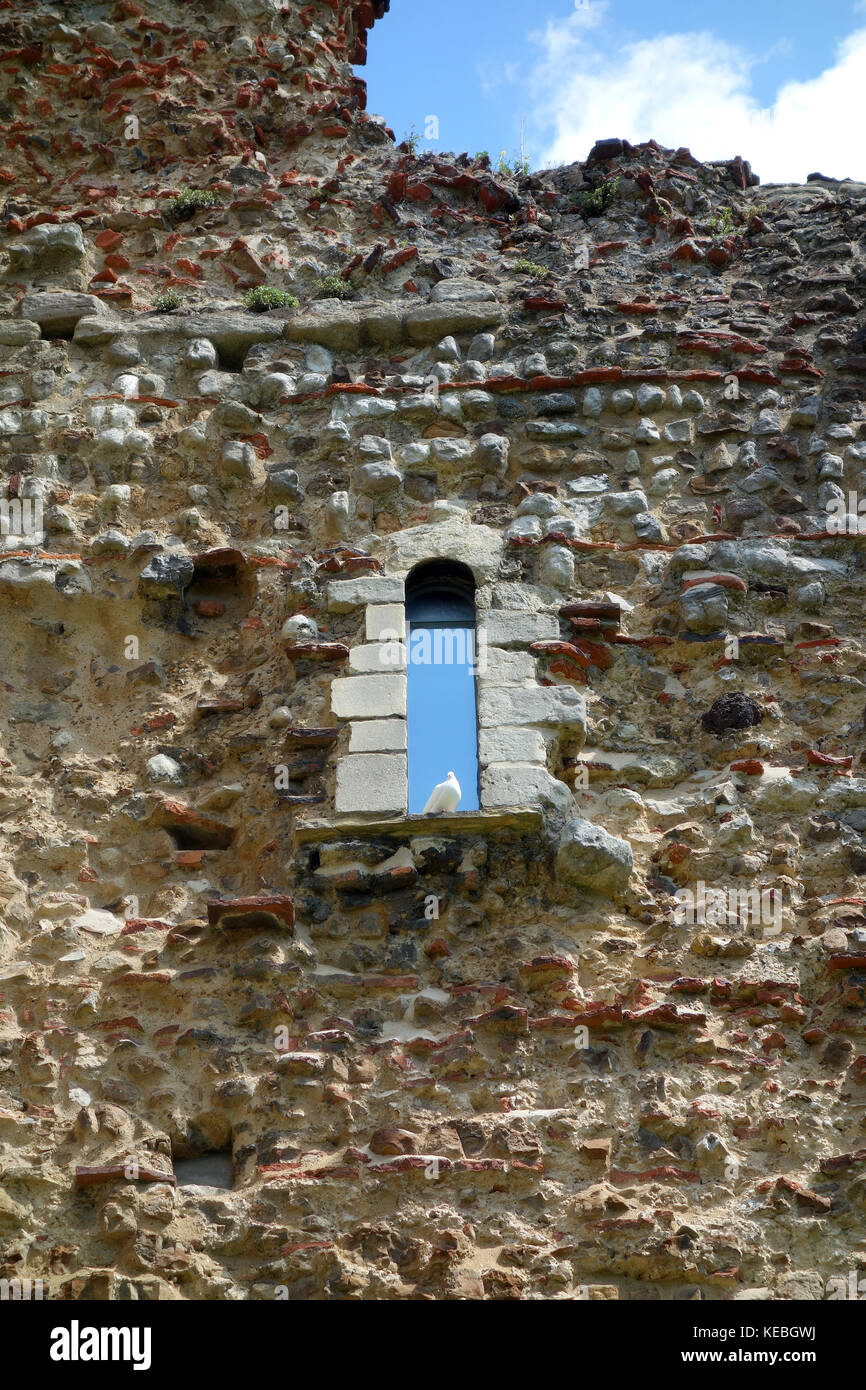 White dove in window of Colchester Castle, Essex Stock Photo - Alamy