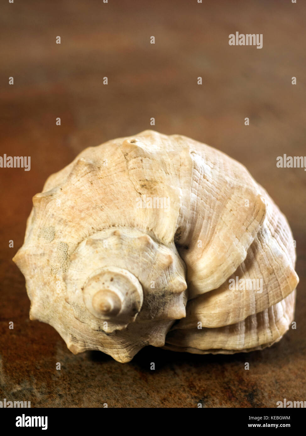 shell of Veined rapa whelk on brown cuper background Stock Photo - Alamy