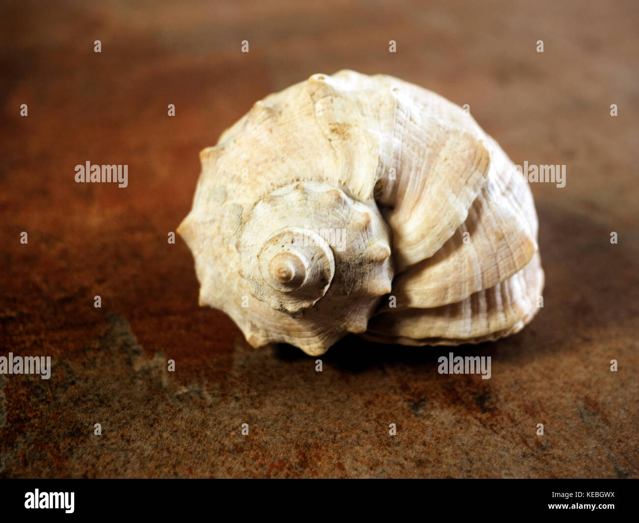 shell of Veined rapa whelk on brown cuper background Stock Photo - Alamy