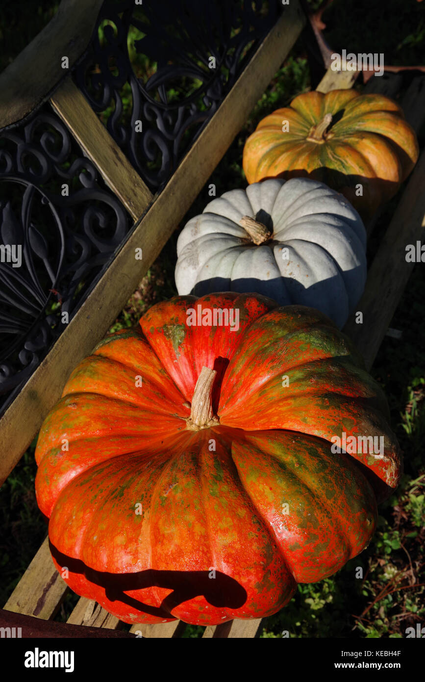 Pumpkins in the Morning Sun Stock Photo - Alamy
