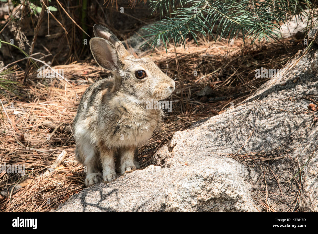 Bunny in the forest Stock Photo - Alamy