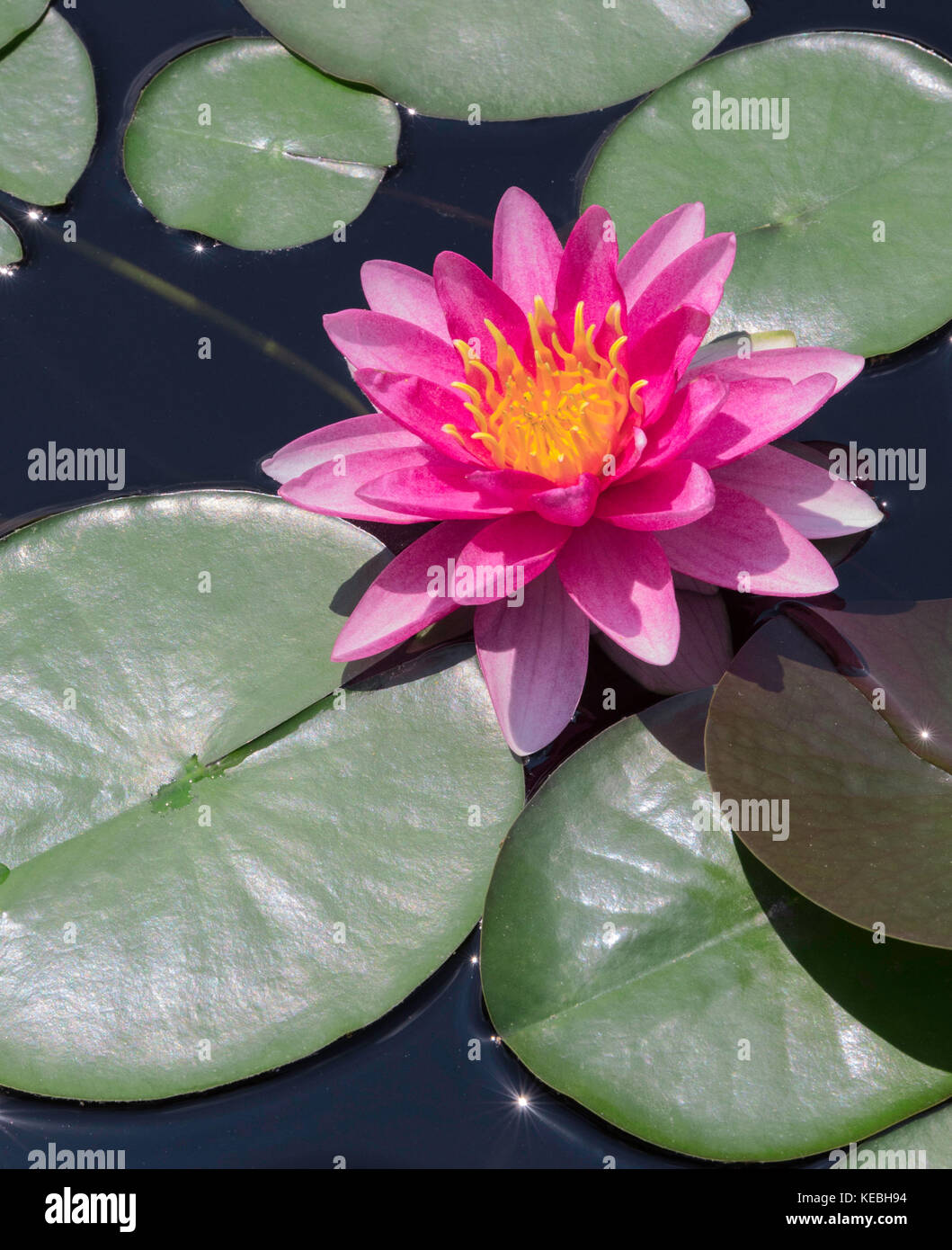 Water Lily Flower Stock Photo - Alamy