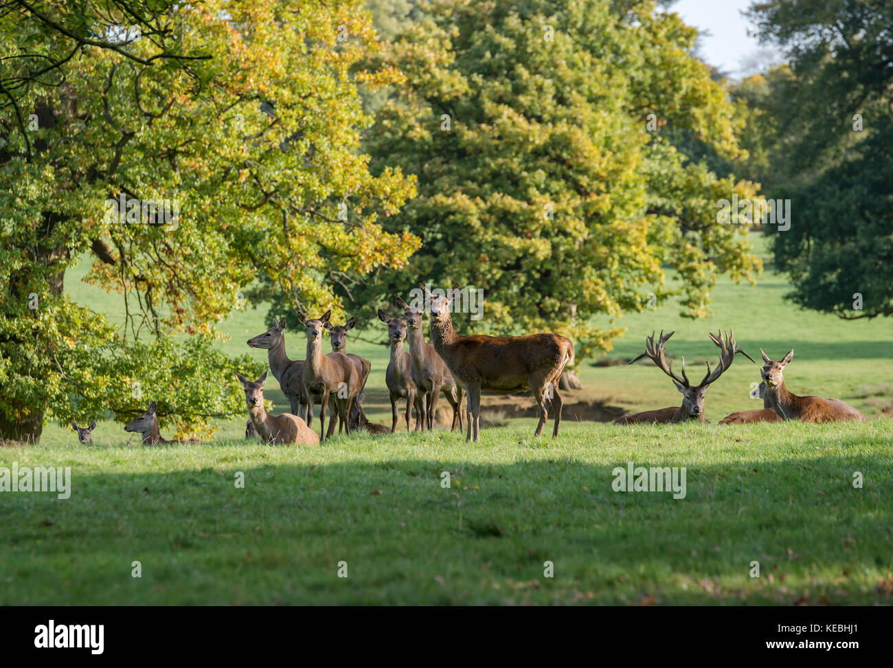 Deer at Woburn Abbey Stock Photo - Alamy