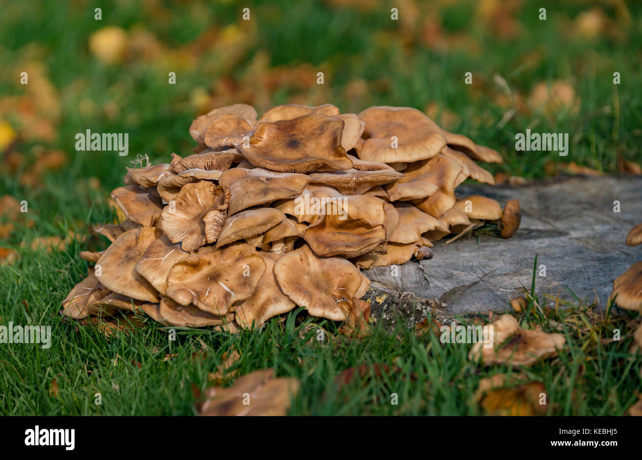 Wild Autumn Mushrooms Stock Photo - Alamy