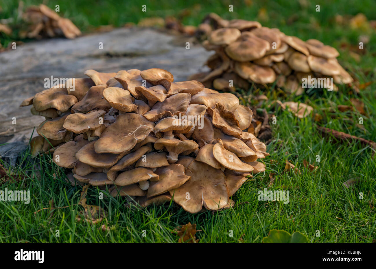 Wild Autumn Mushrooms Stock Photo - Alamy