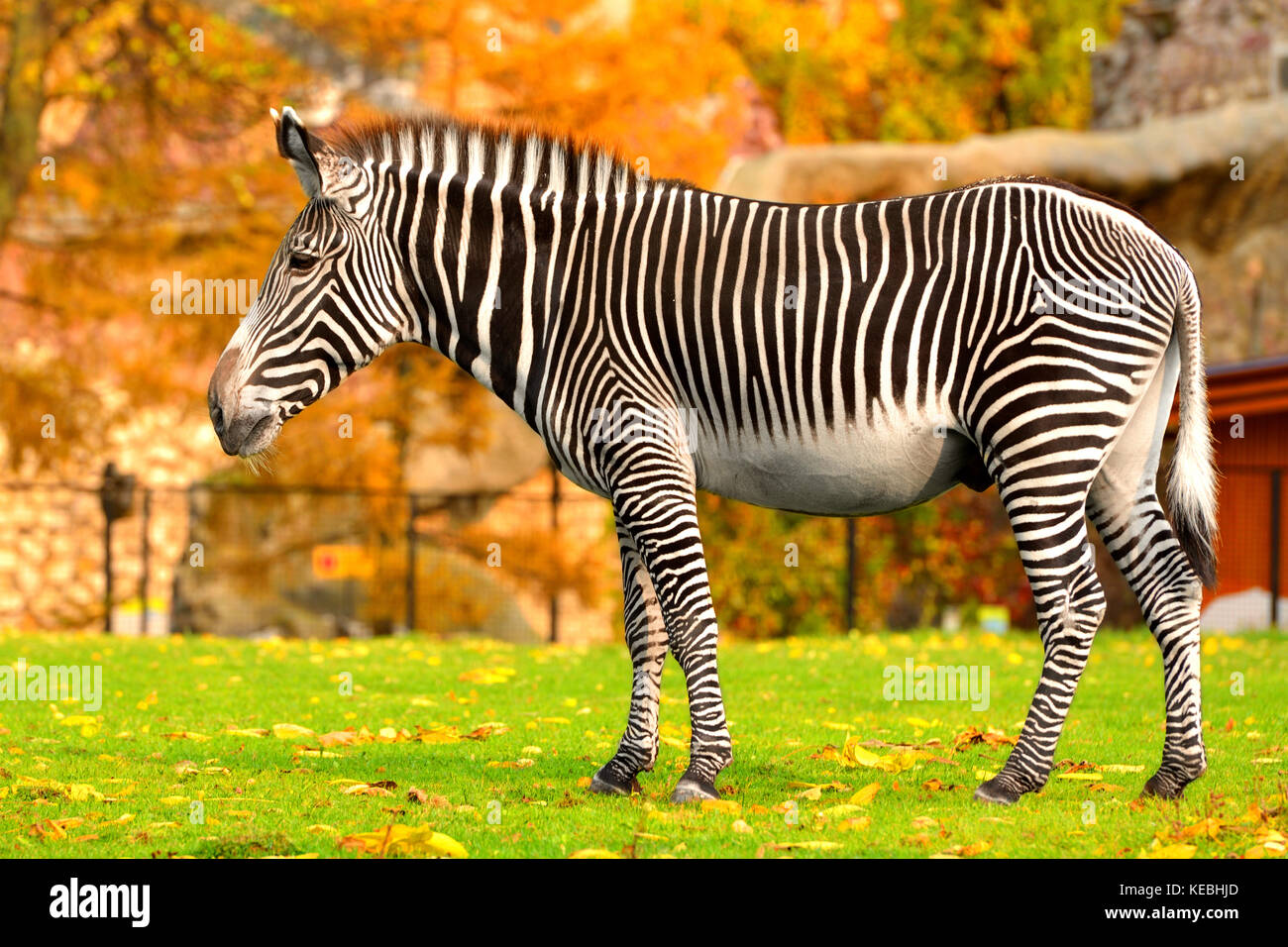 Grevy zebra (Equus grevyi), also known as imperial zebra in Indian ...