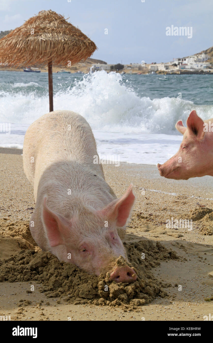 Pigs relaxing at the beach in Mykonos, Greece Stock Photo - Alamy