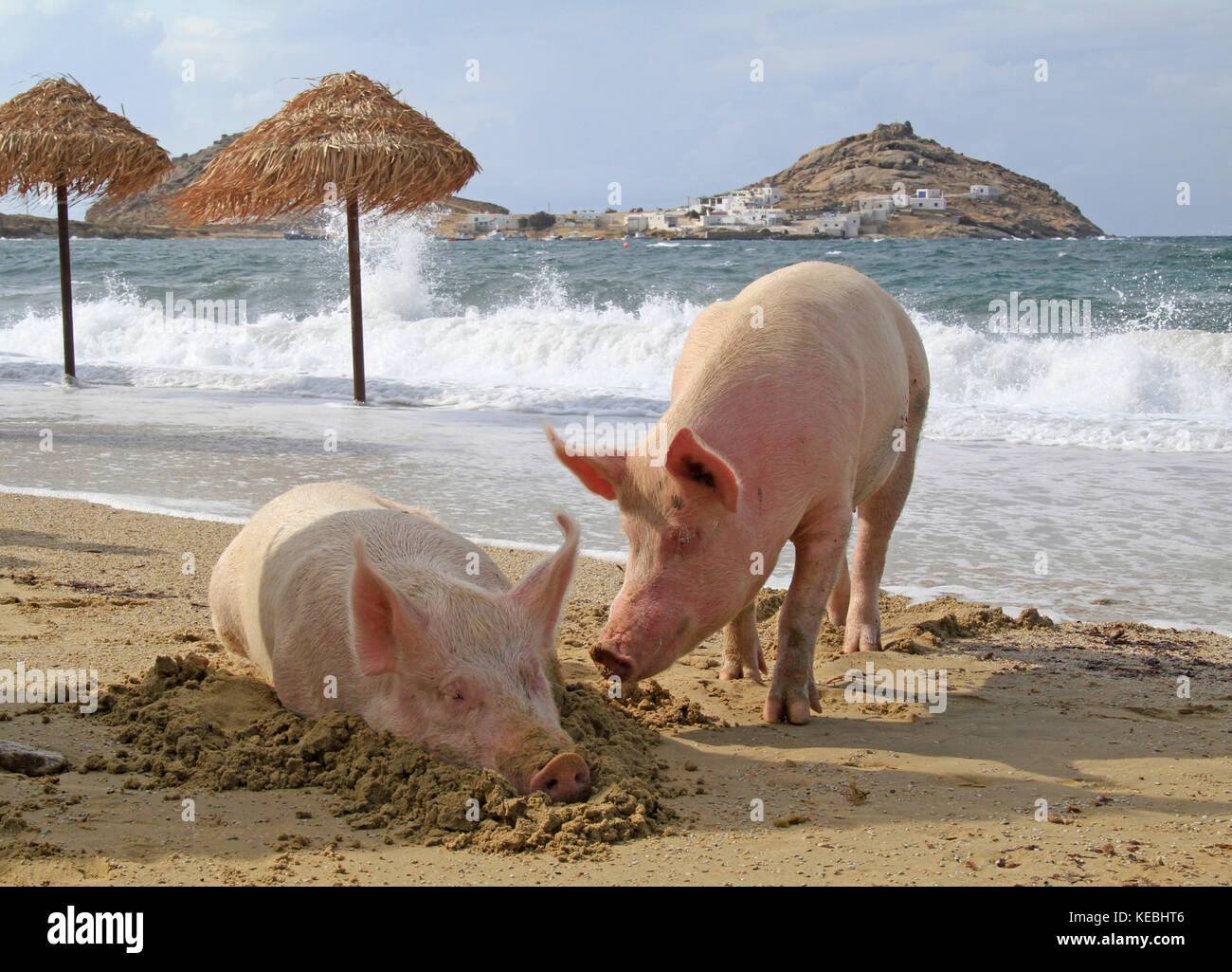 Pigs relaxing at the beach in Mykonos, Greece Stock Photo - Alamy