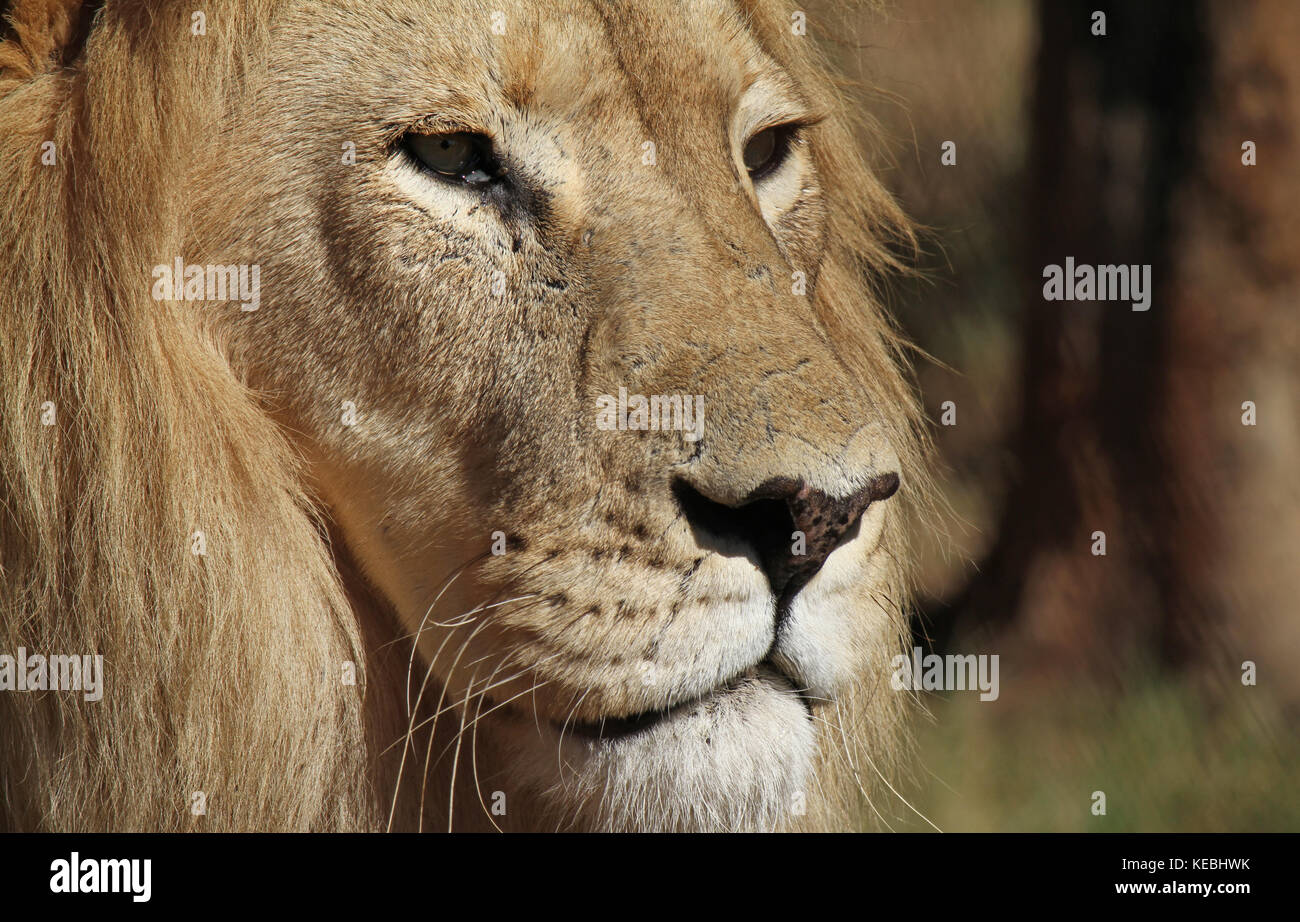 South africa jungle hi-res stock photography and images - Alamy