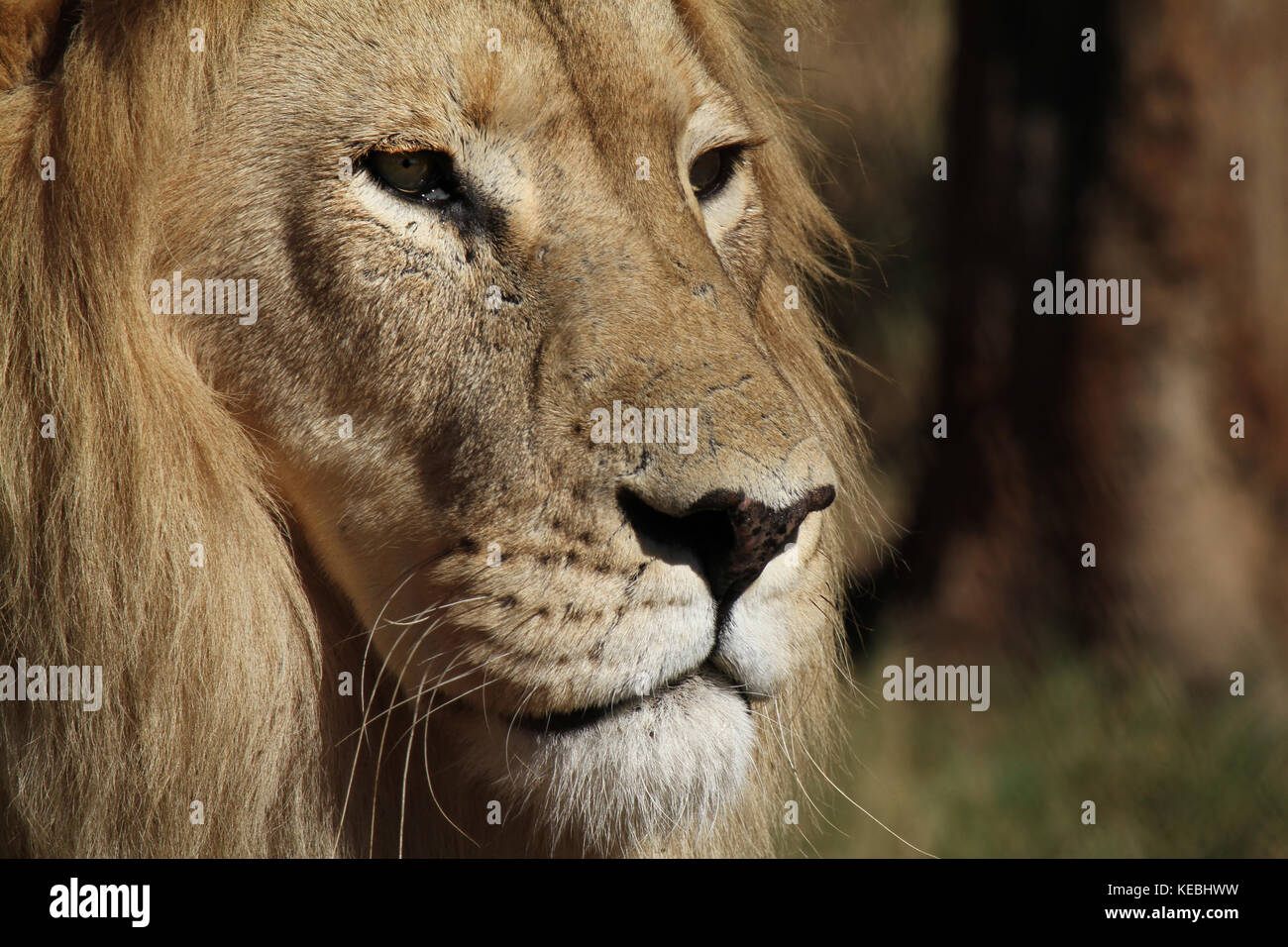 Lion on a field observing its surroundings Stock Photo - Alamy
