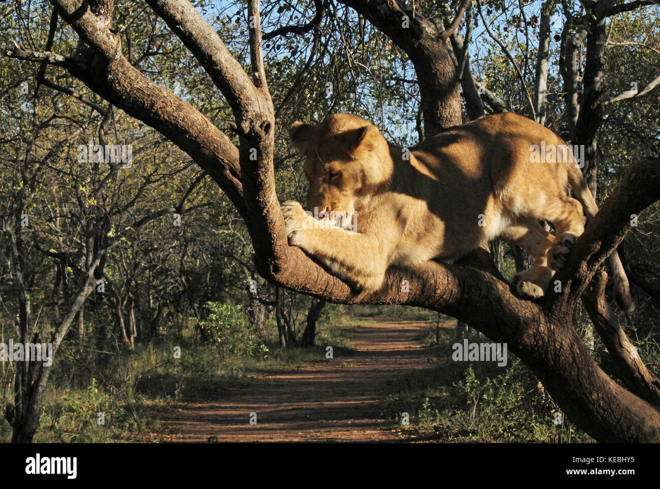 Lion in a tree devouring a chicken Stock Photo - Alamy