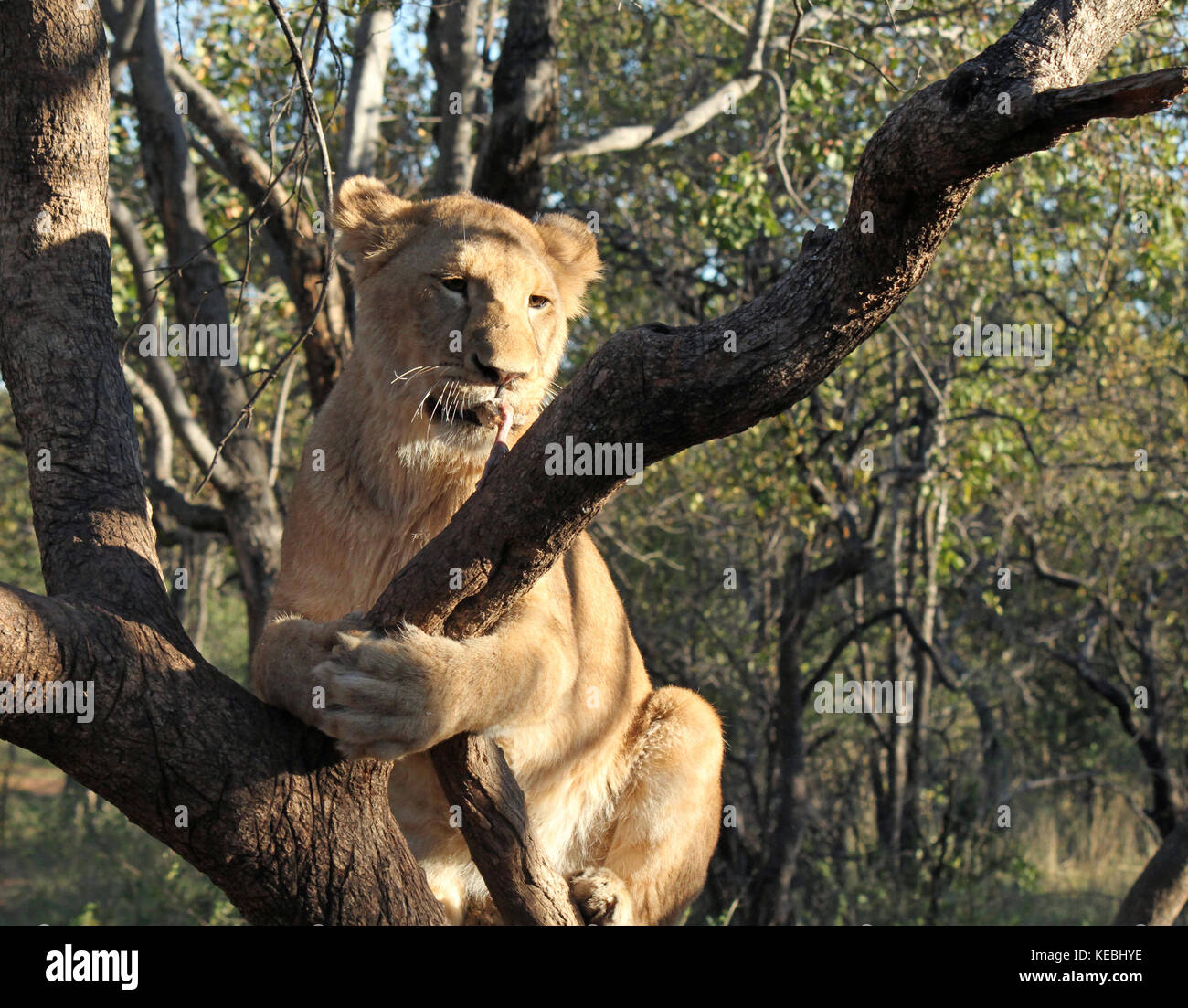 Lion in a tree devouring a chicken Stock Photo - Alamy