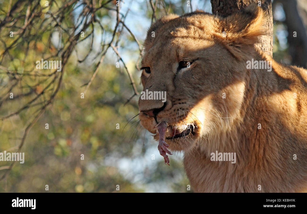 South Africa Lion Eating Chicken High Resolution Stock Photography and ...