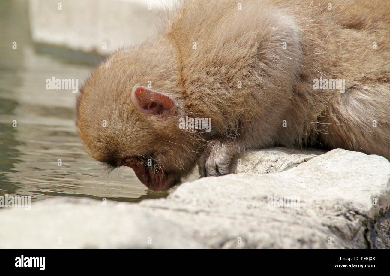 Thirsty young snow monkey drinks water Stock Photo - Alamy