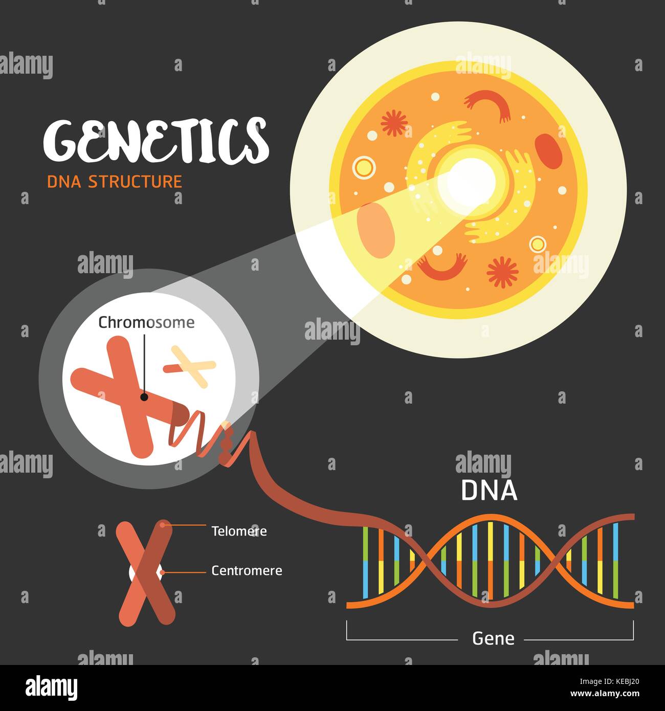 Genetics DNA structure and chromosomes Stock Vector Image & Art - Alamy
