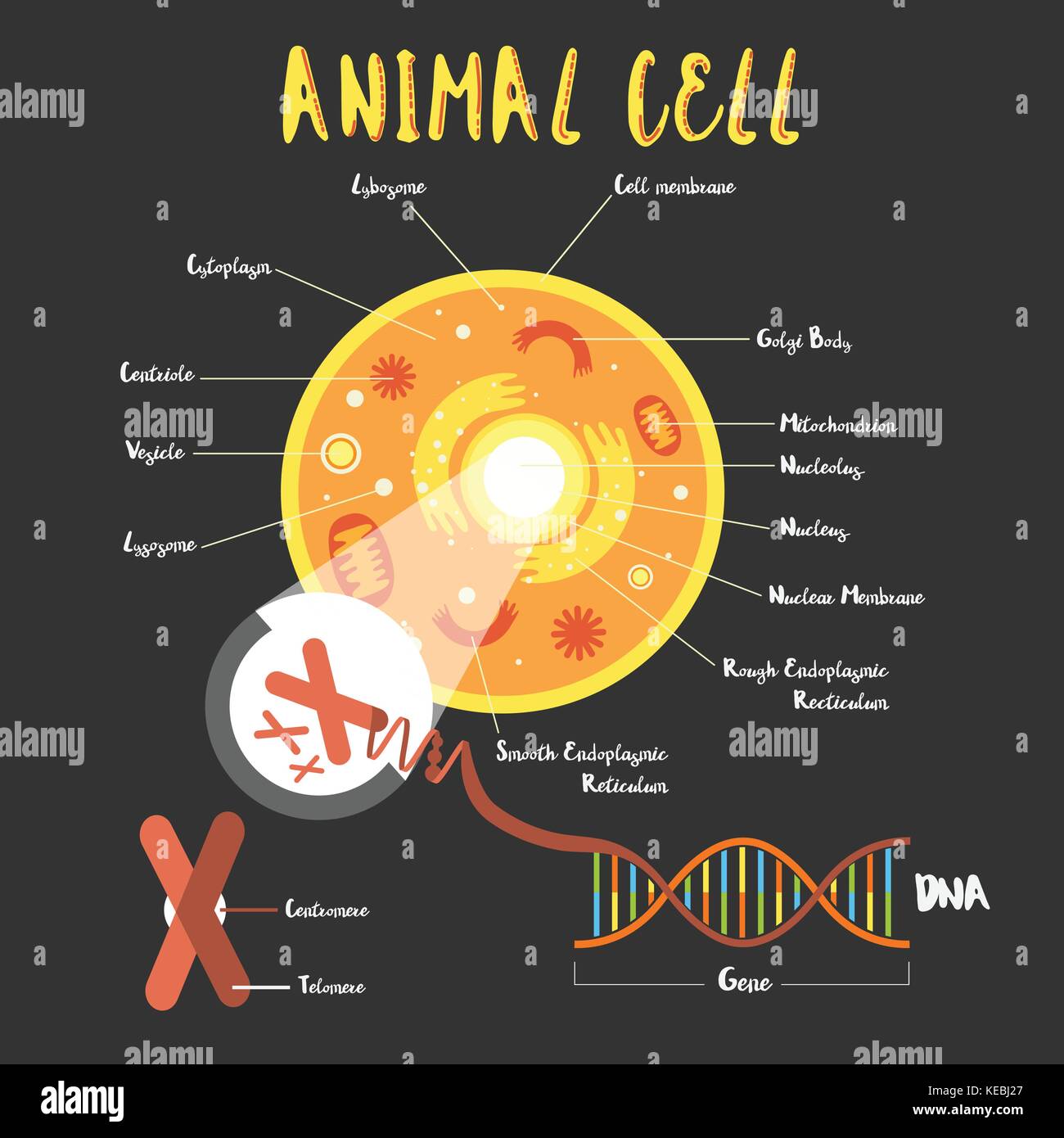 Genetics DNA structure and chromosomes Stock Vector Image & Art - Alamy