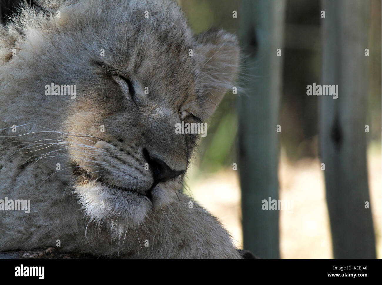 Tired lion cub in national park in South Africa Stock Photo - Alamy