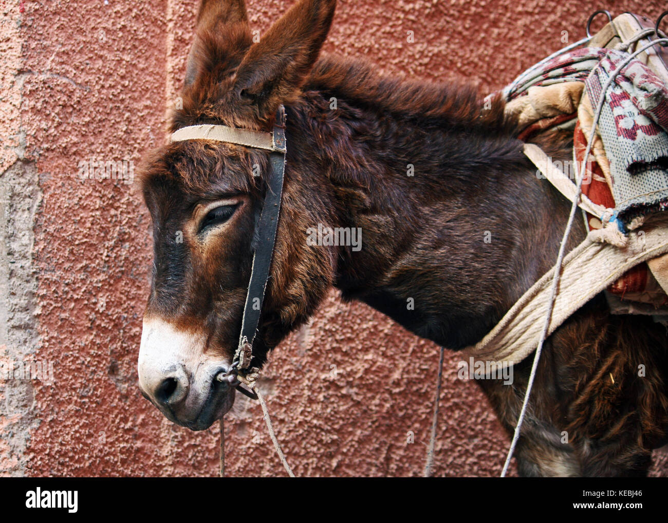 Donkey in Morocco Stock Photo - Alamy