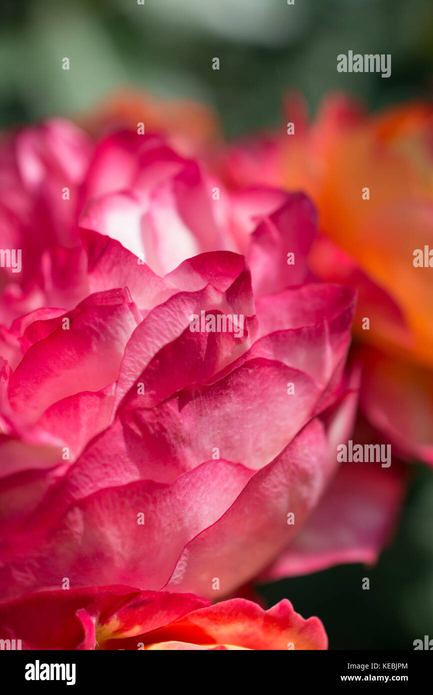 Beautiful fresh roses in close up view Stock Photo - Alamy