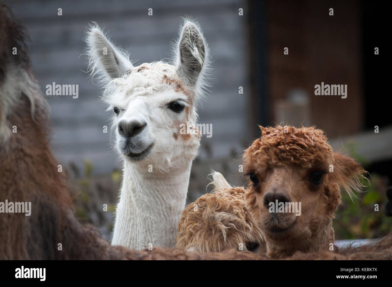White and brown alpacas peeking over the back of a llama Stock Photo ...