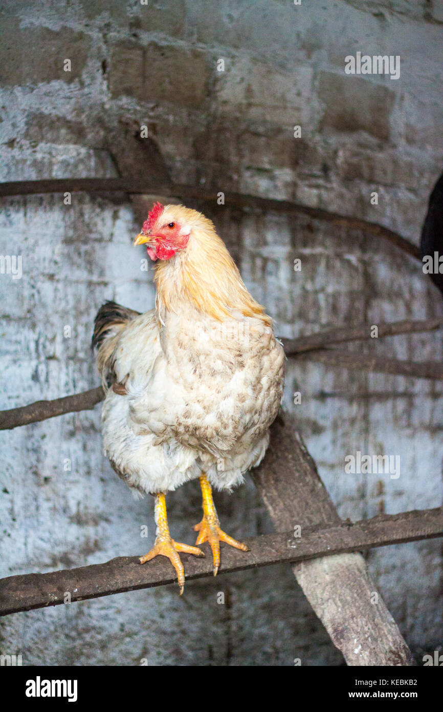 Backyard Chicken farming Stock Photo - Alamy