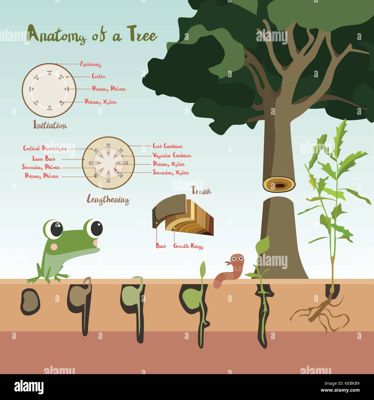 From seed to tree Stock Vector Images - Alamy