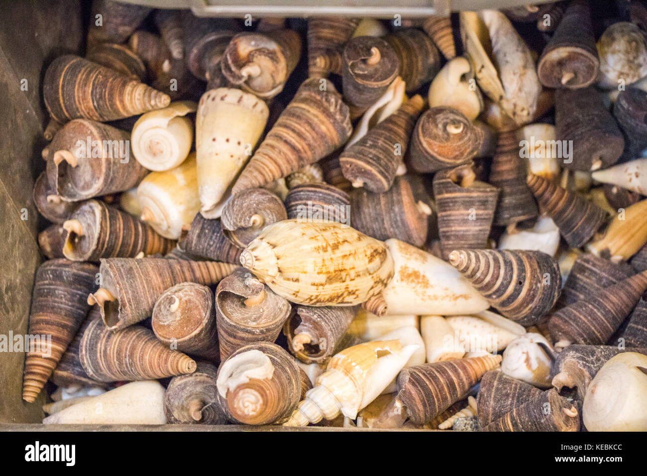 Same type of sea shells collected for decorative purposes Stock Photo ...