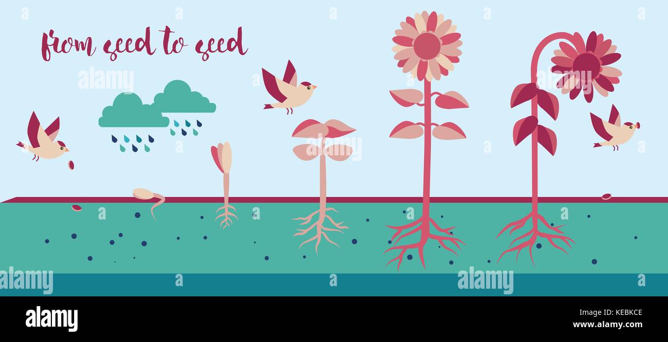 From seed to seed plant growth proccess illustration design Stock ...