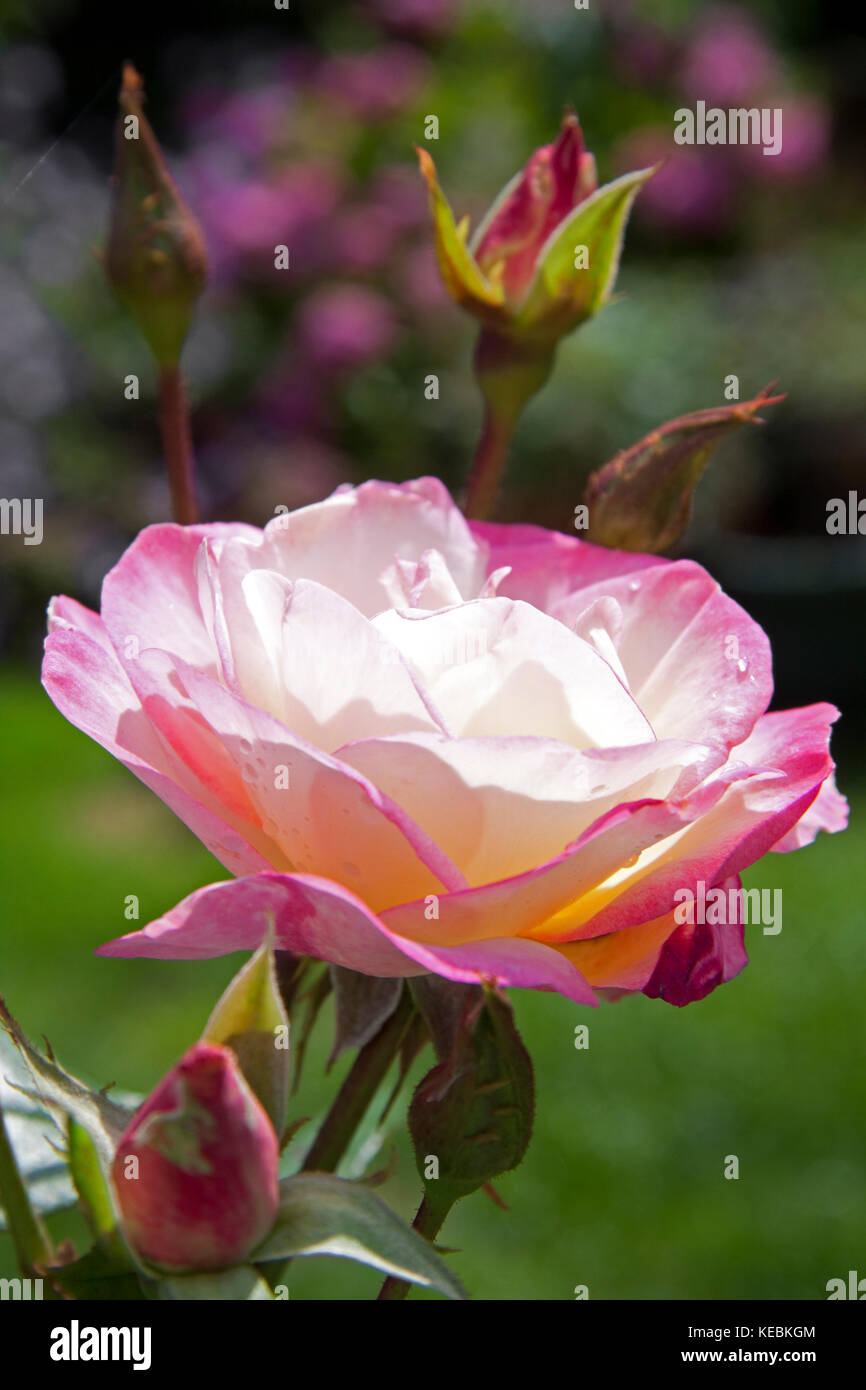 Pink Rose in close up Stock Photo - Alamy