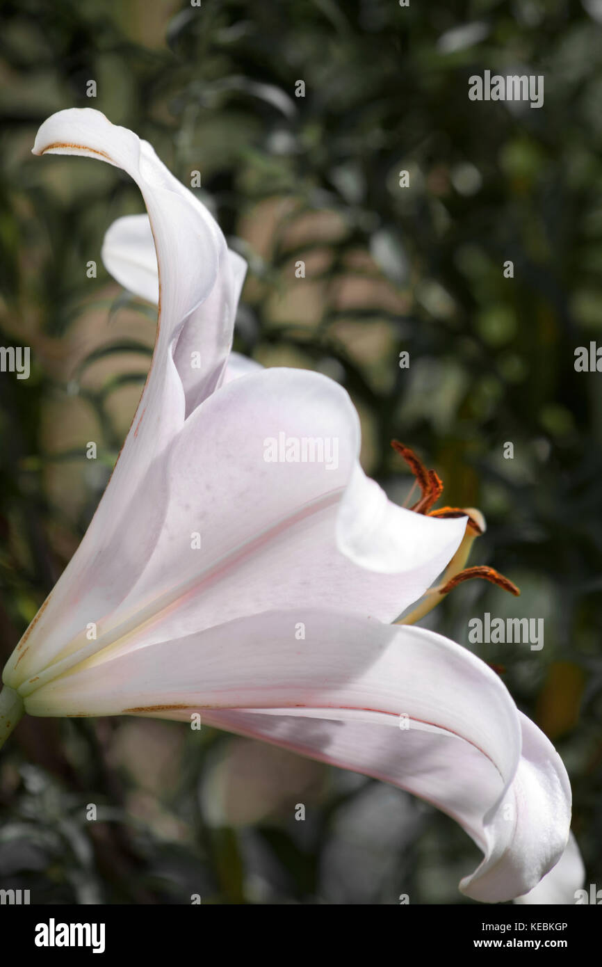 Asiatic lily in full bloom Stock Photo - Alamy