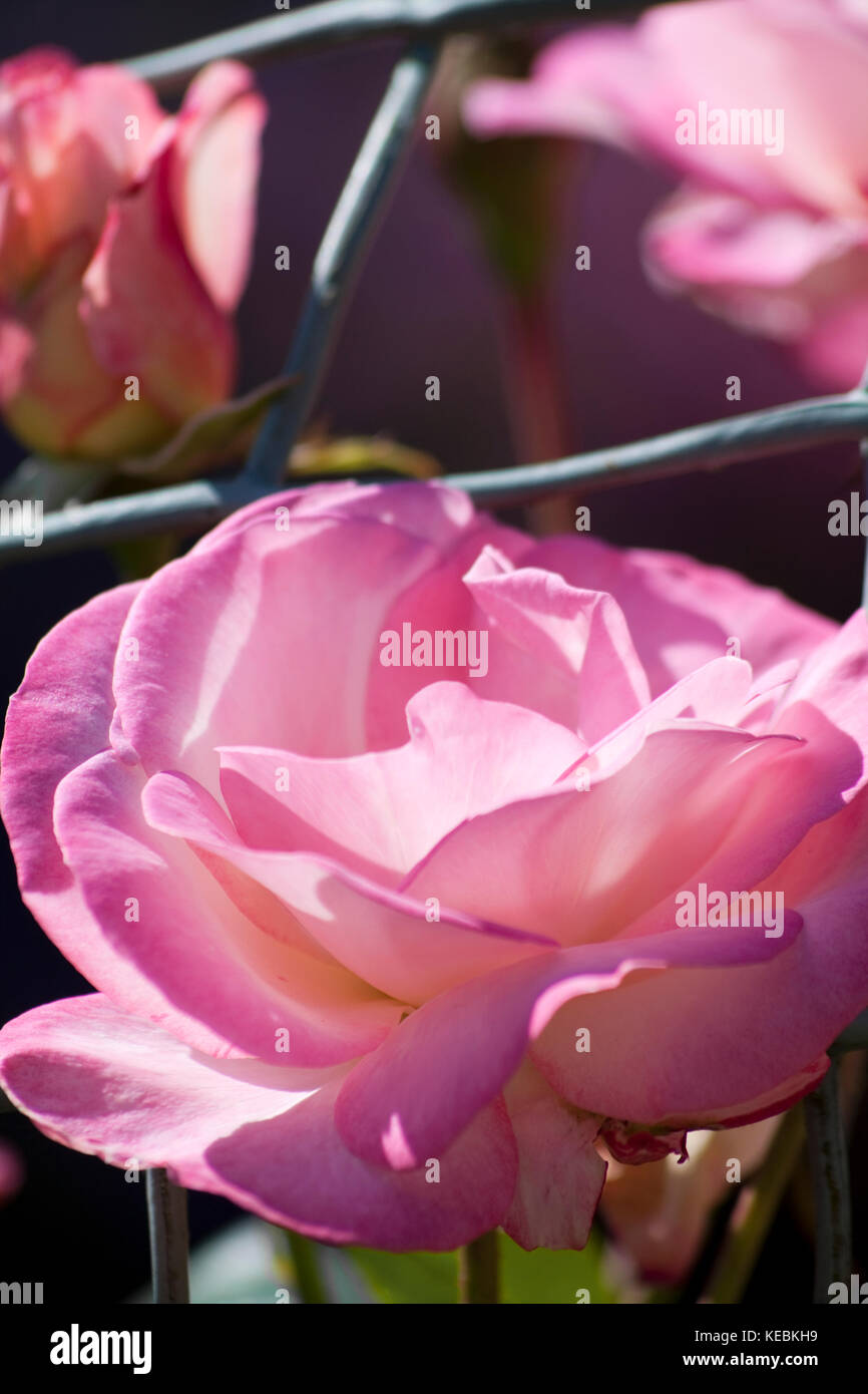 Pink Rose in close up Stock Photo - Alamy