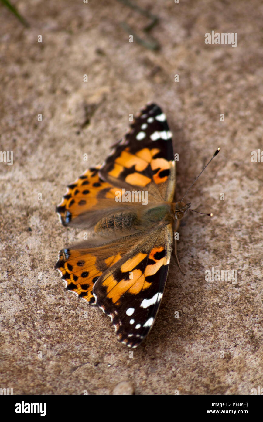 Painted lady butterfly Stock Photo - Alamy