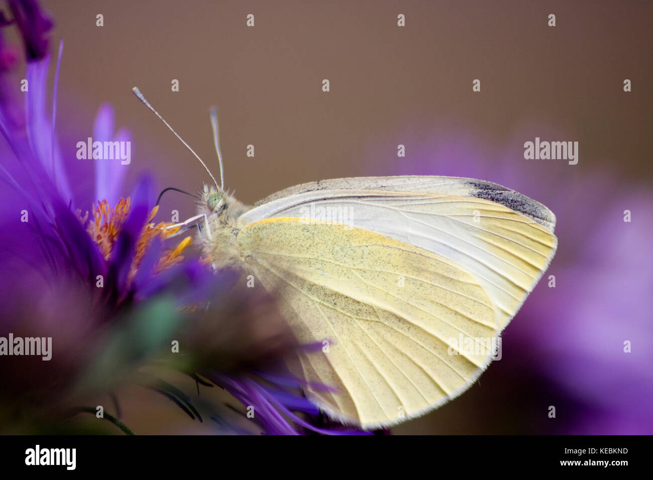 Large familiar butterfly hi-res stock photography and images - Alamy