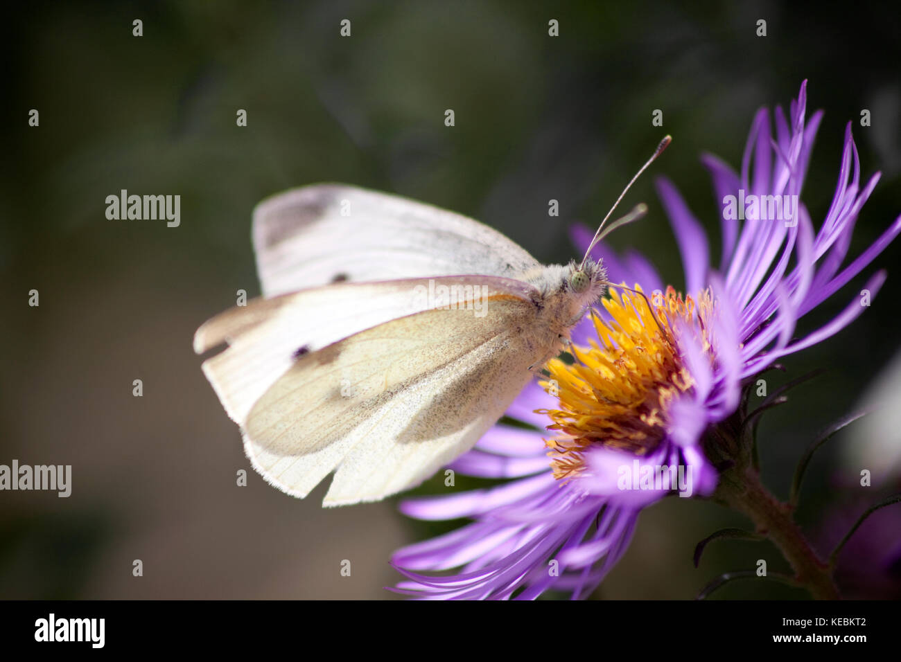 Large familiar butterfly hi-res stock photography and images - Alamy
