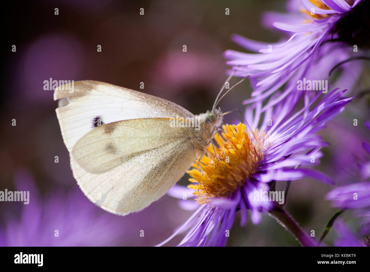 Large white butterfly Stock Photo - Alamy