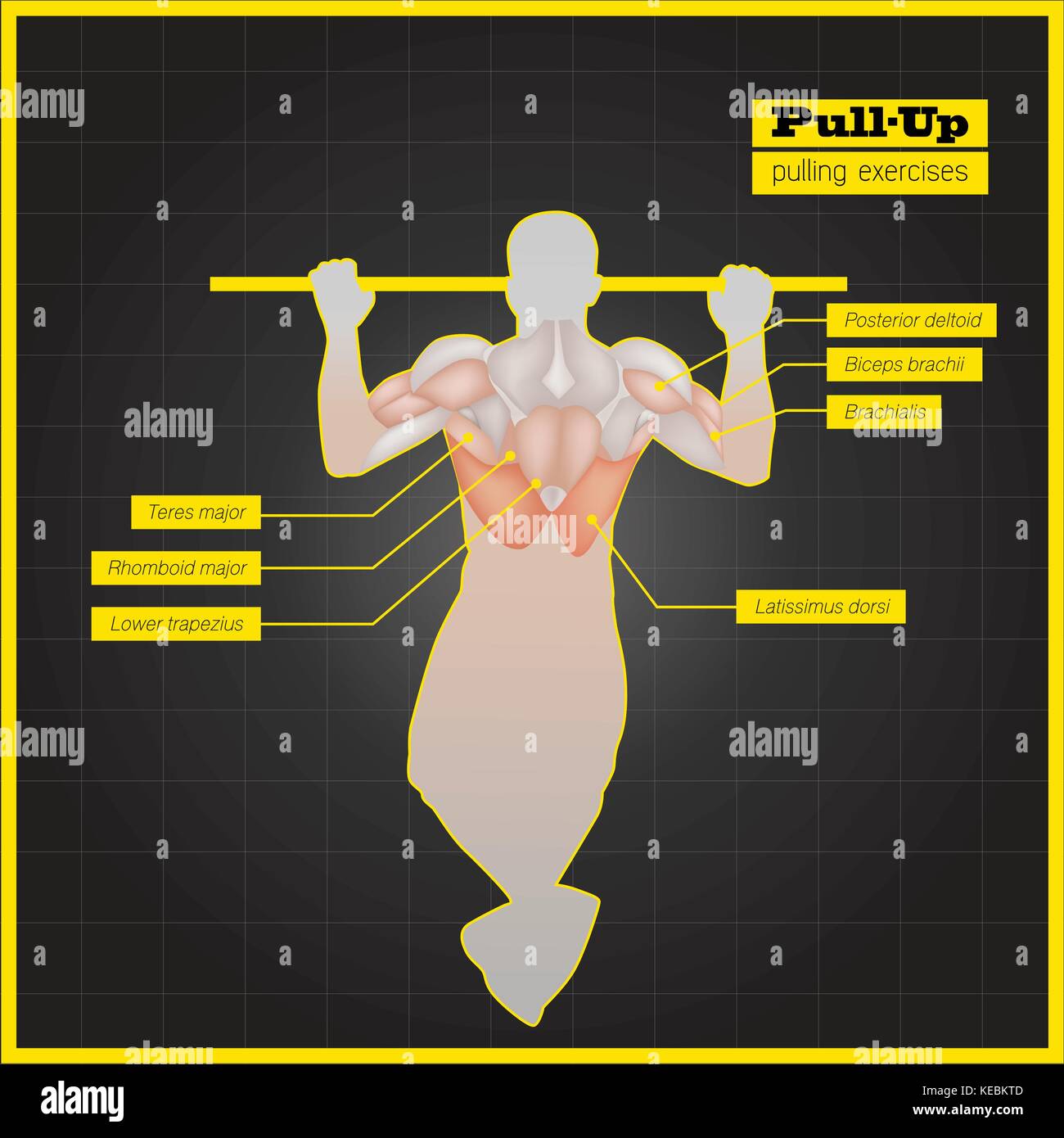 Dumbbell workouts illustration Stock Vector Images - Alamy