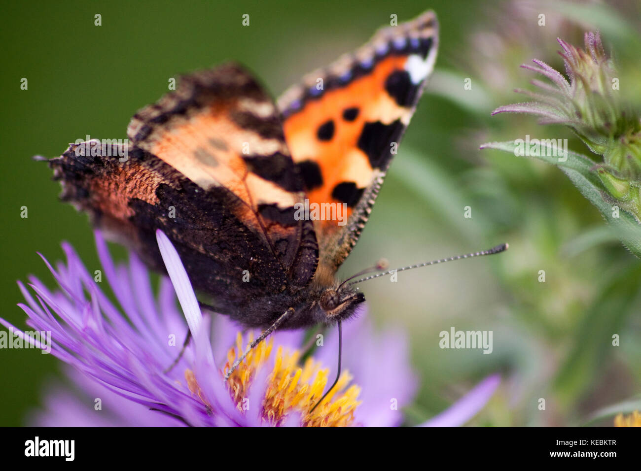 Small Tortoiseshell Butterfly Stock Photo - Alamy