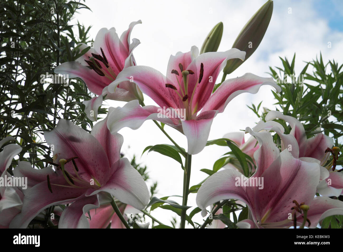 Asiatic lily in full bloom Stock Photo - Alamy