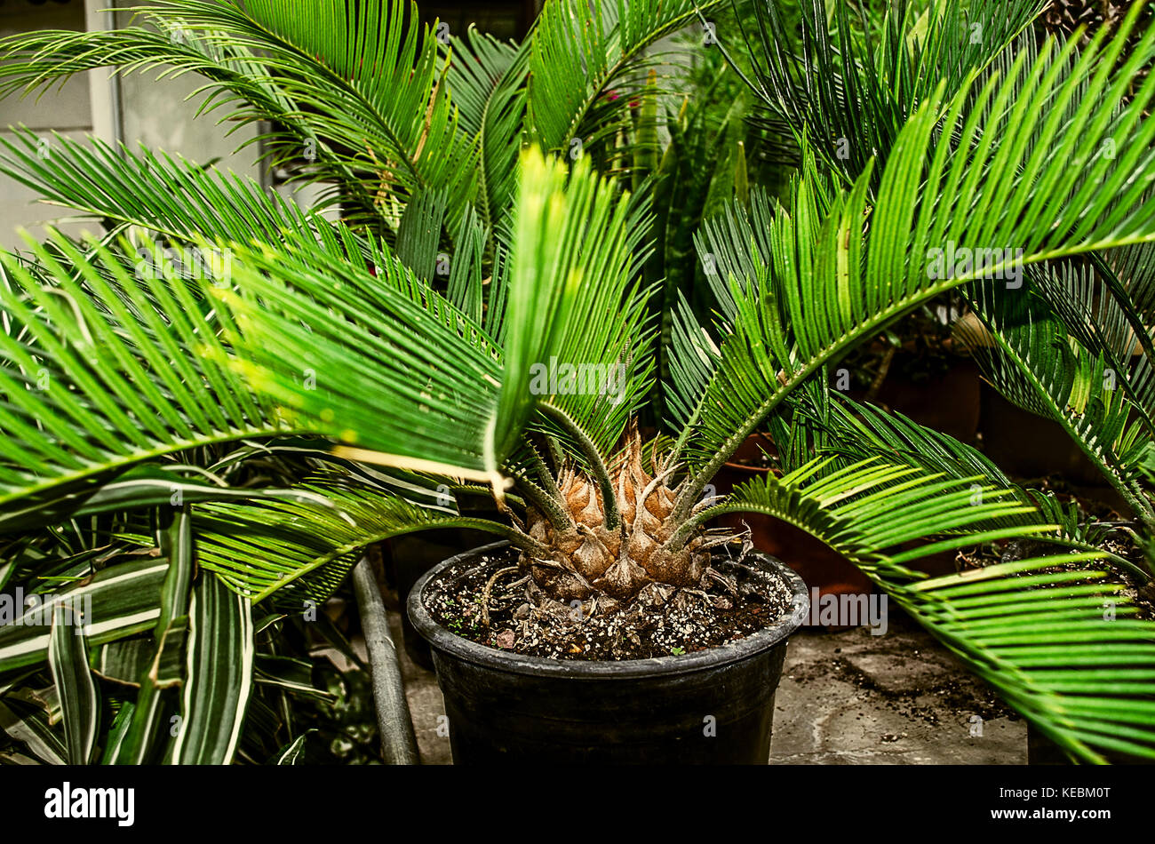 Sago palm with a large trunk in a black bucket among other plants Stock ...
