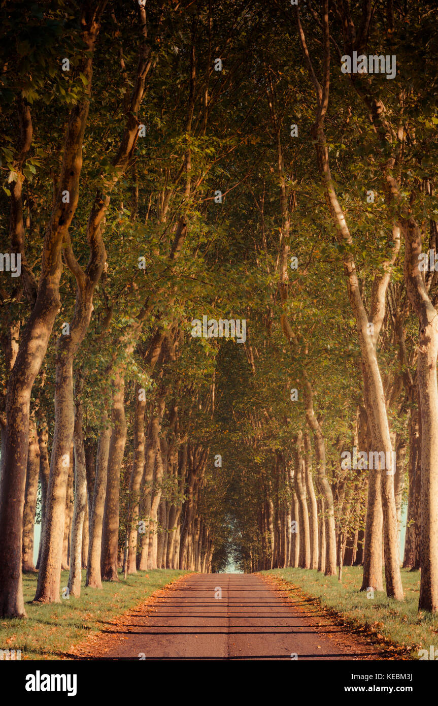 Tree lined country road in Paris, France, during the summer, with a ...