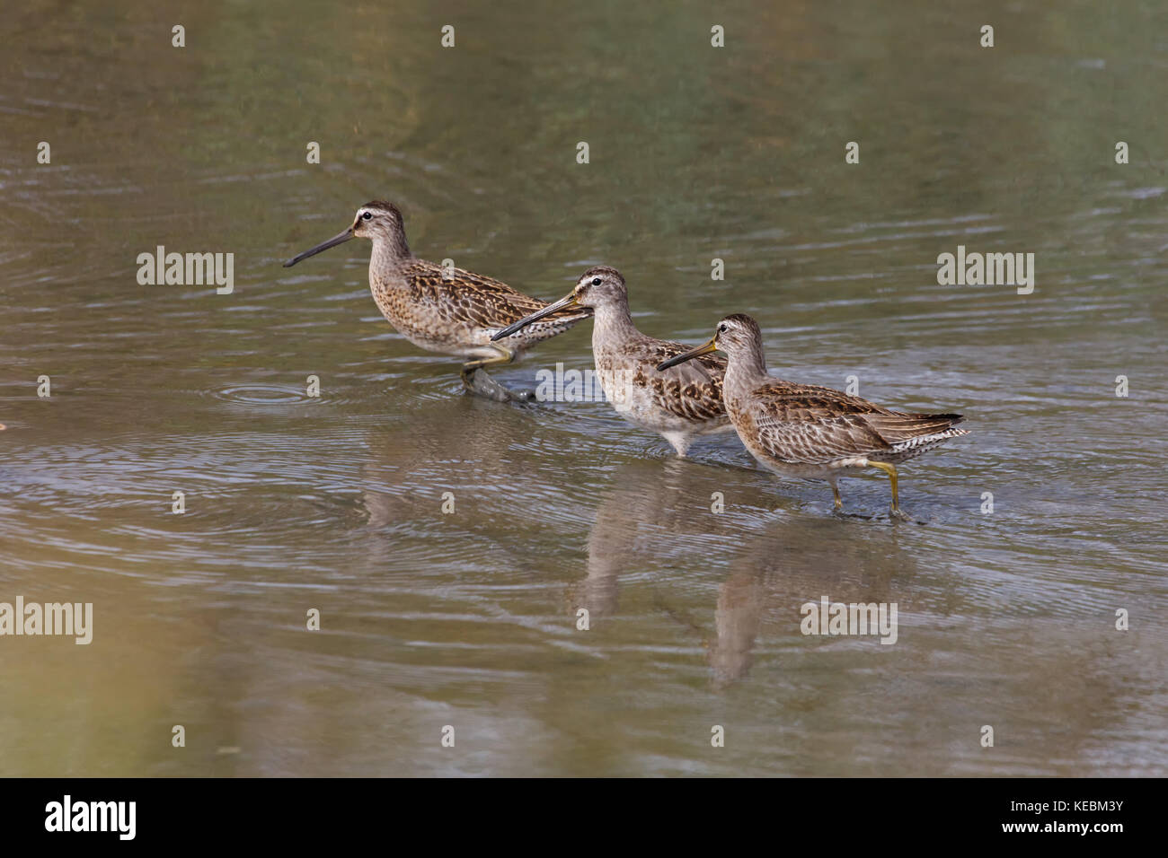 Long-billed dowitcher at Richmond BC Canada 2017 Sep Stock Photo - Alamy