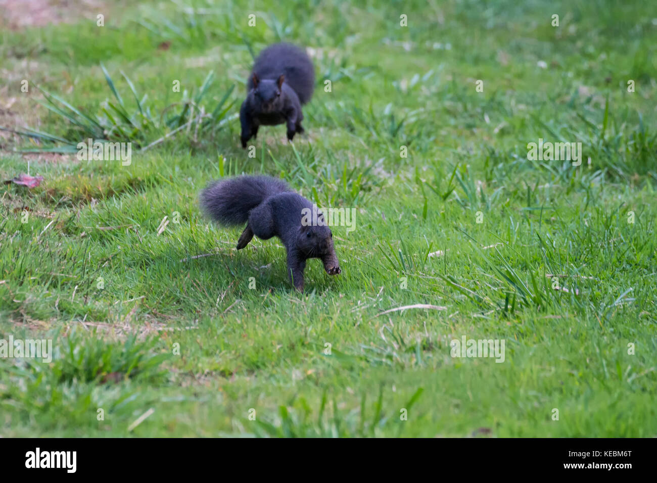 Eastern grey squirrels at Delta BC Canada 2017 Oct Stock Photo - Alamy