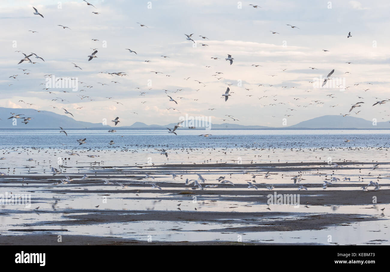 flock flying gulls at boundary bay Delte BC Canada 2017 Oct Stock Photo ...