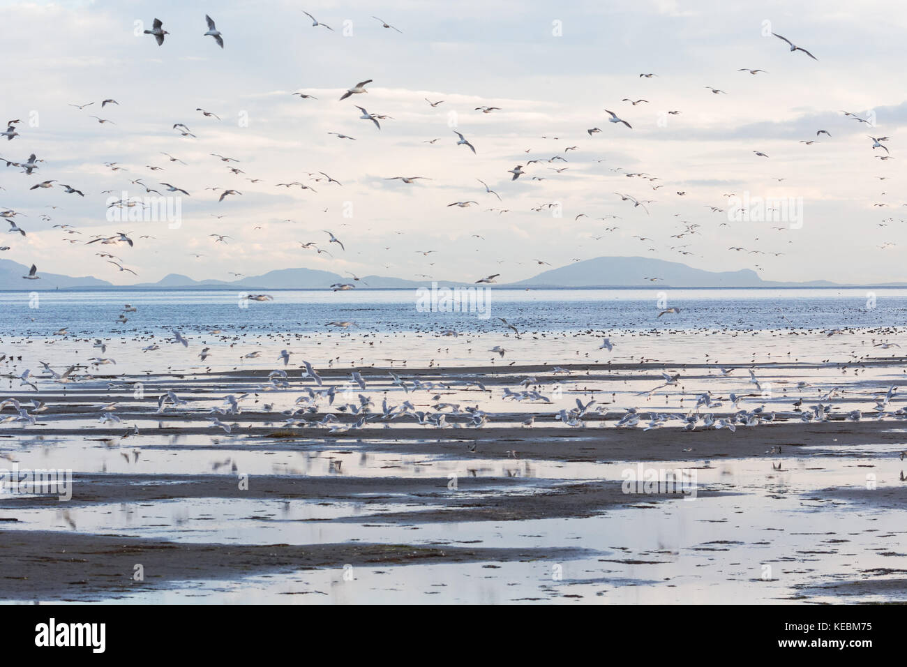 flock flying gulls at boundary bay Delte BC Canada 2017 Oct Stock Photo ...
