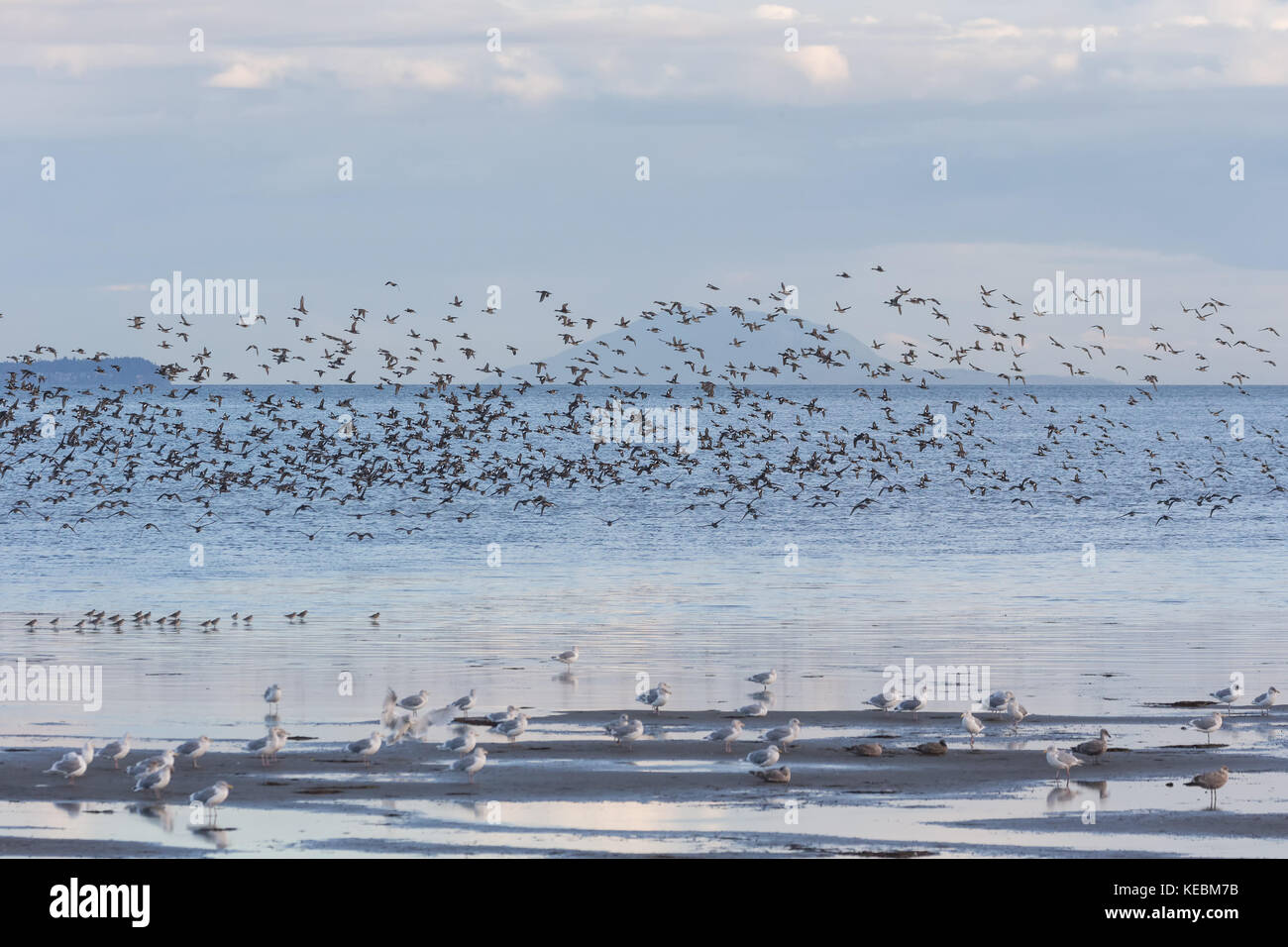 flock flying gulls at boundary bay Delte BC Canada 2017 Oct Stock Photo ...
