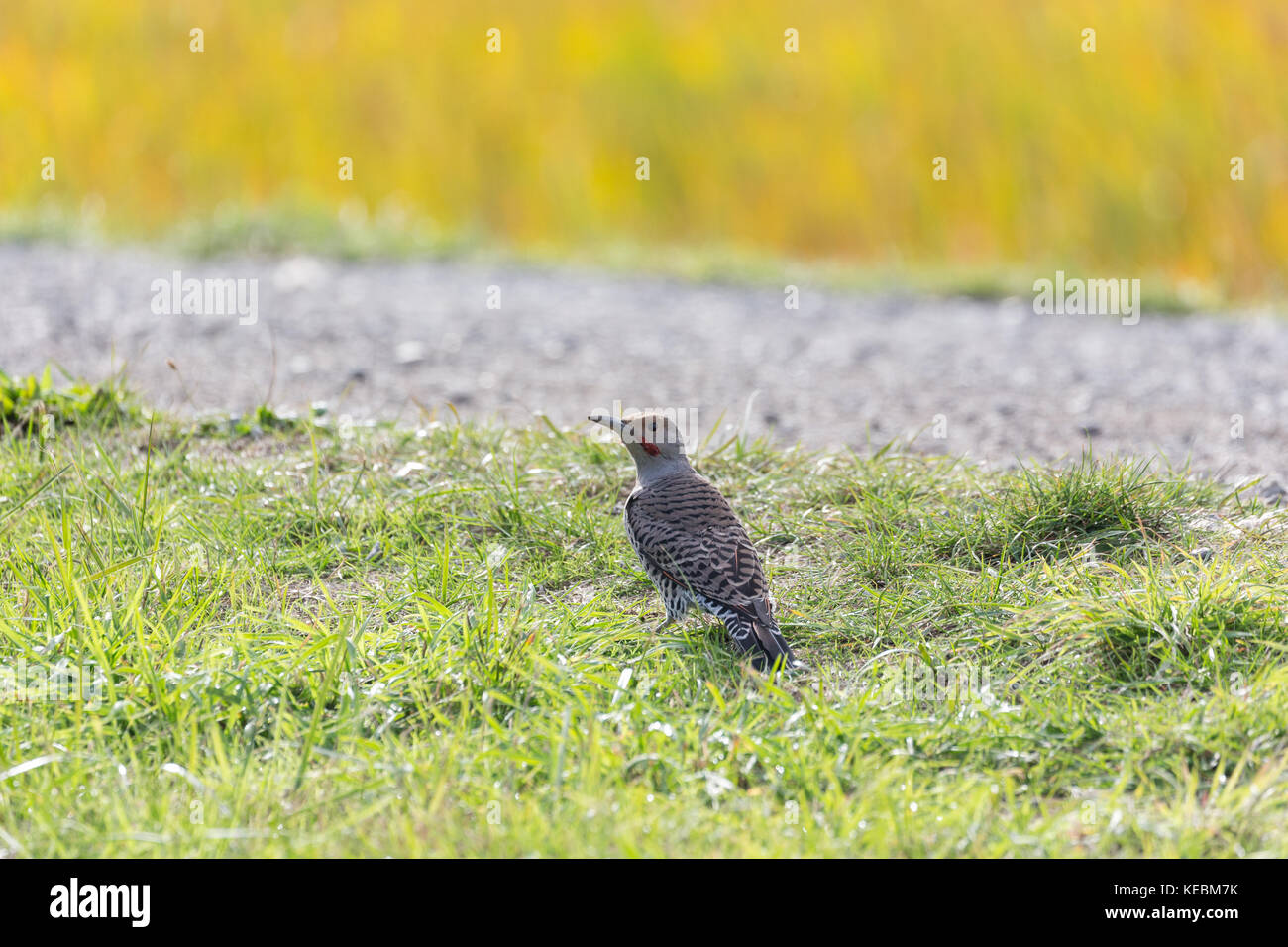 Northern flicker bird hi-res stock photography and images - Alamy
