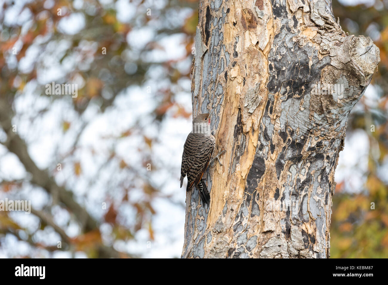 Northern flicker bird at Richmond BC Canada 2017 Oct Stock Photo - Alamy