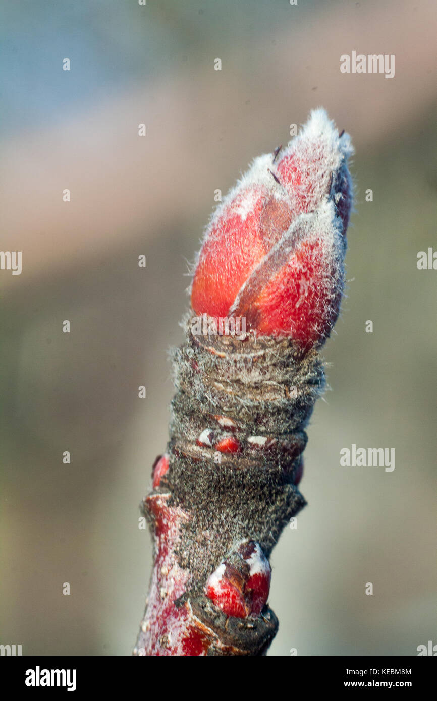 tree buds come alive and swollen tree Stock Photo - Alamy